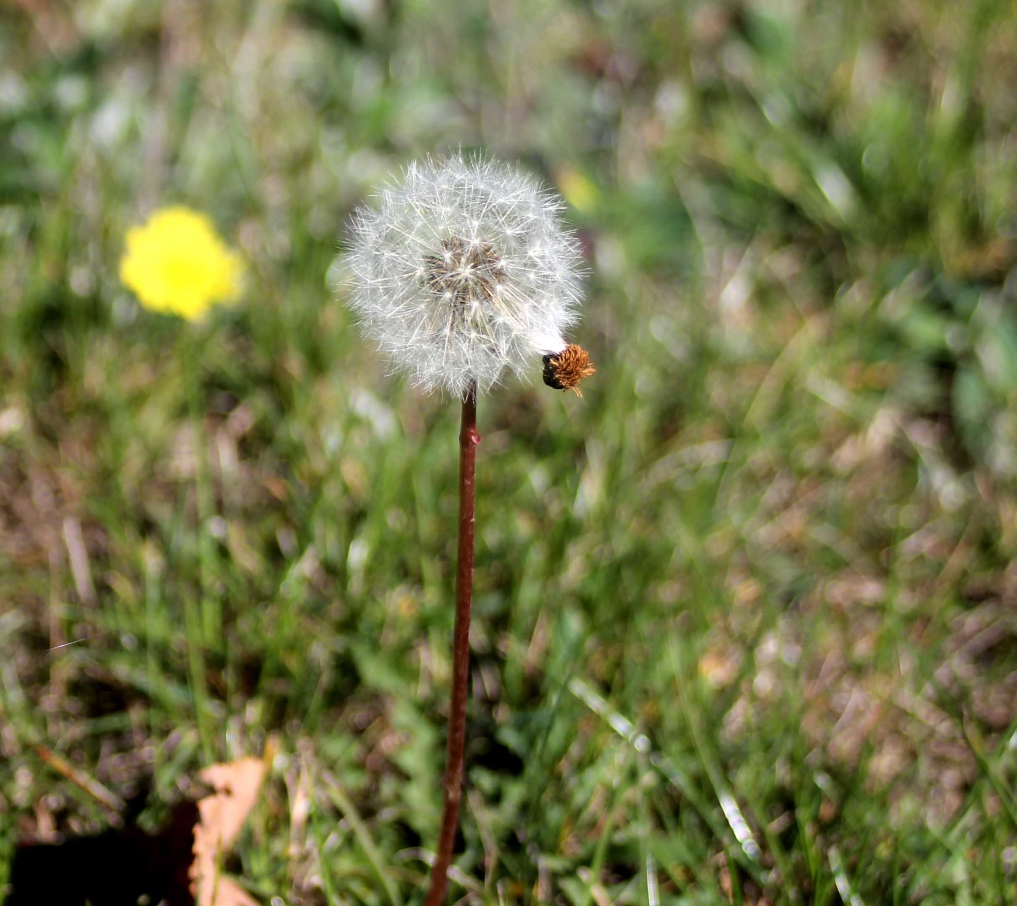 flowers around the world – Blue Sky Dreamers